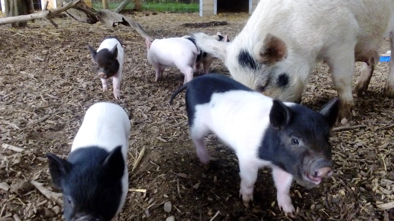 The Mini Pig Farm Adventure - YouTube