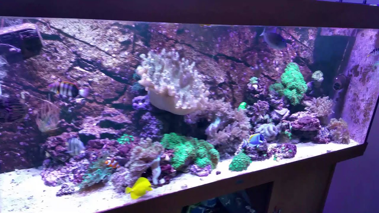 Juwel Rio 400 Reef tank - YouTube