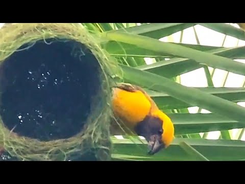 Barbarian Finn s Weaver (yellow baya)Bird Yuka Weaving Its Nest ...