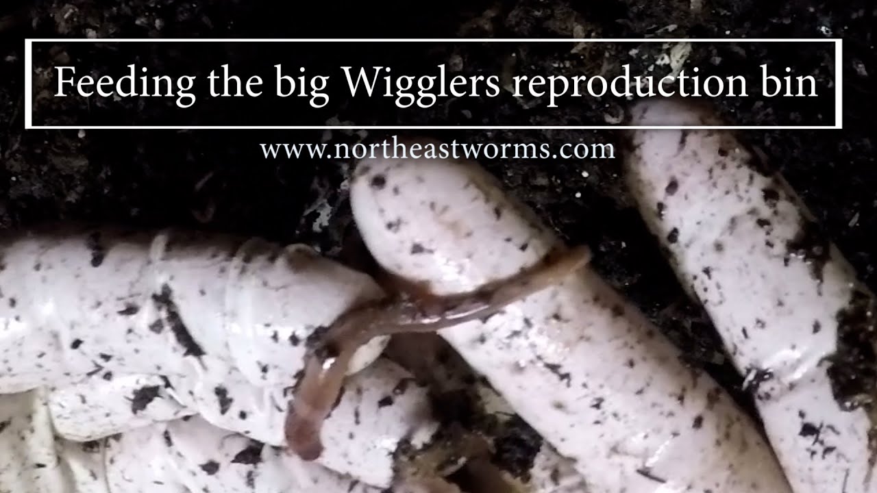 Feeding the big Red Wigglers reproduction bin with cow manure - YouTube