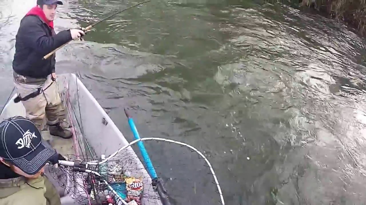Alsea River Steelhead - YouTube