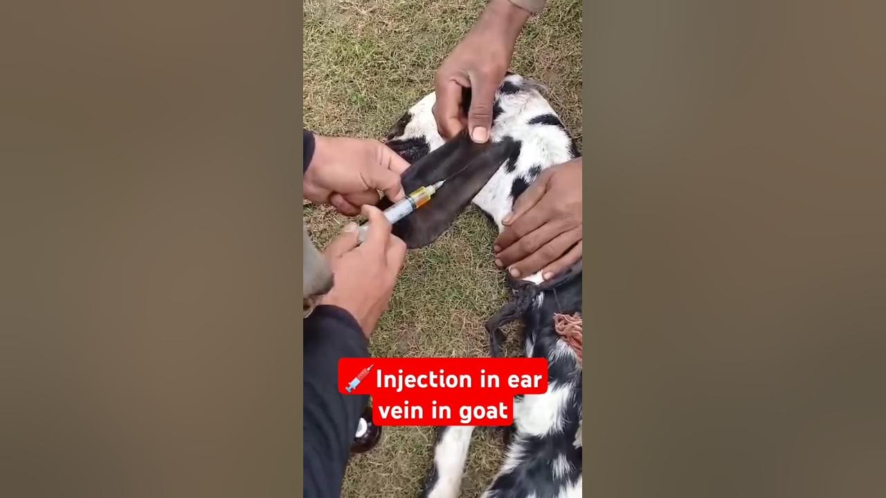 IV injection in ear vein in goat| #goatmedicine #satisfying #asmr #veteducation #video #musik ...