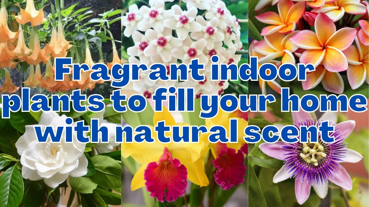 10 Fragrant Indoor Plants to fill your home with natural scents ...