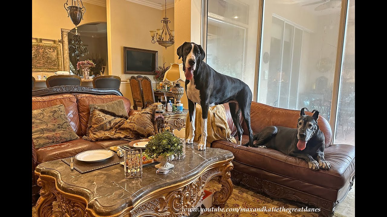 Funny Drooling Great Dane Forgets Her Table Manners - YouTube