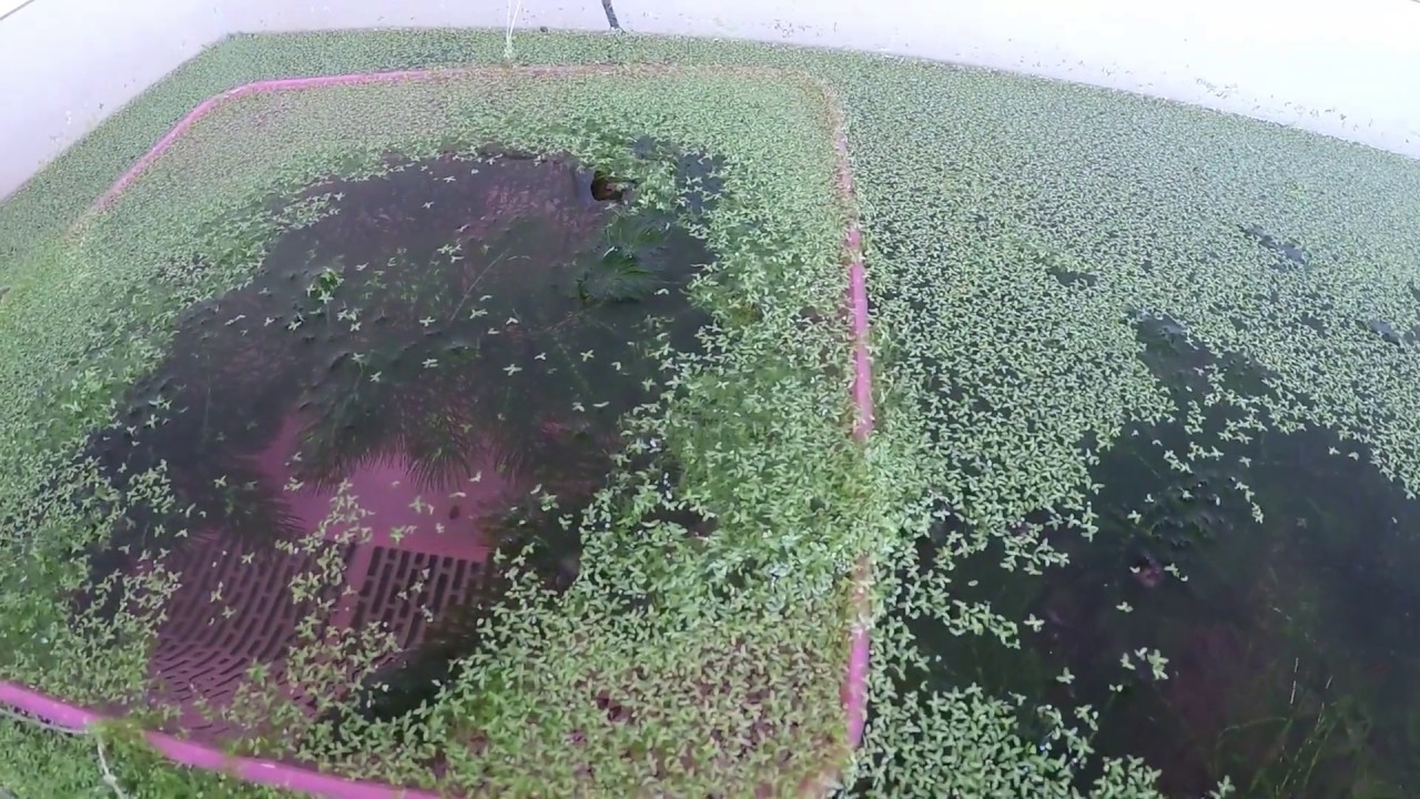 FISH UPDATE | Predator Aquarium | NEW 6 FOOT TANK | Live Bearer Nursery ...