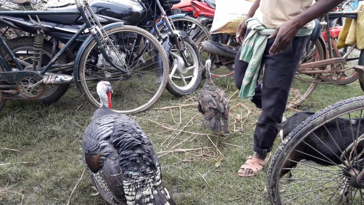 Turkey Murgi, Panchkhuri Hat, Paschim Medinipur - YouTube