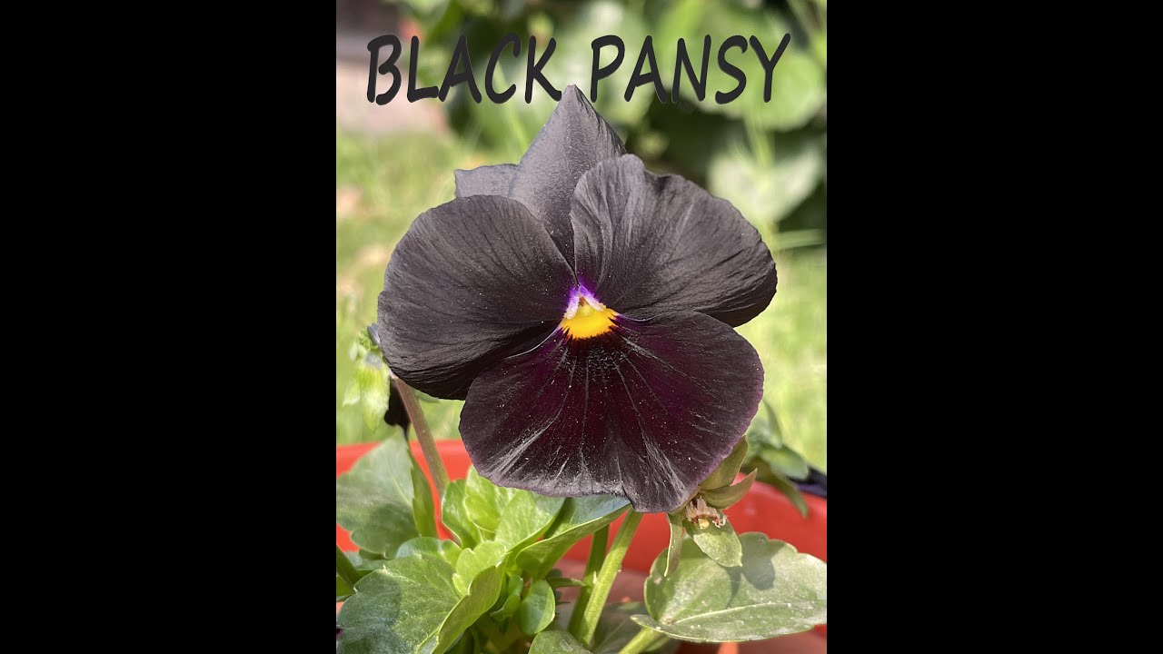 Black Pansy Flower | Rare Flower | Black Beauty | Details of Black ...