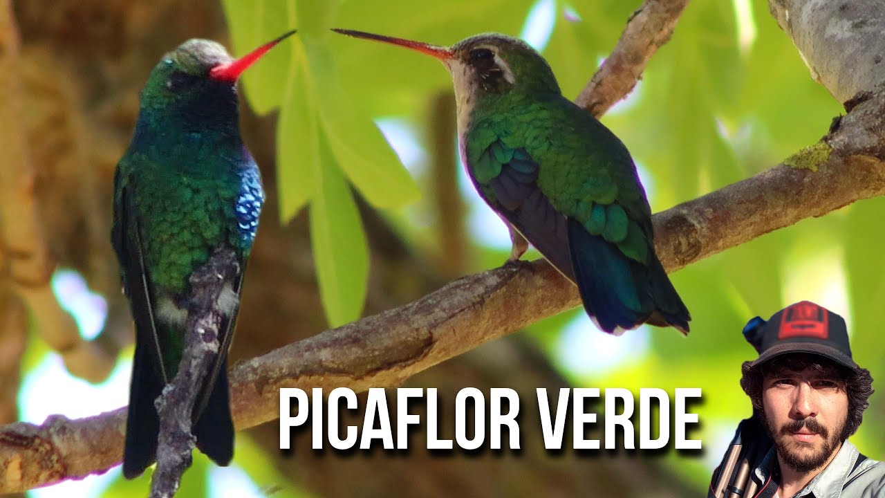 Picaflor verde 4K (Chlorostilbon lucidus) común, Besourinho de bico ...