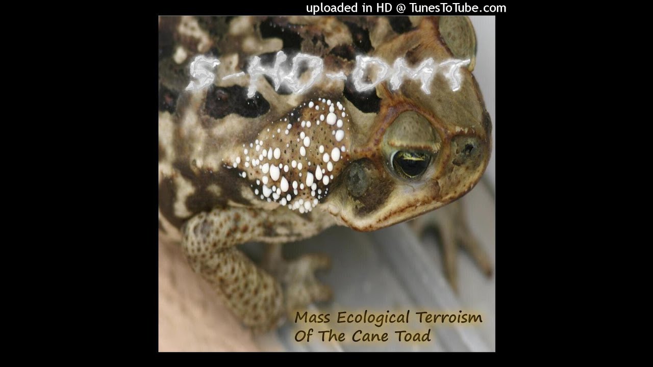 5-HO-DMT - Mass Ecological Terroism Of The Cane Toad (Toadtoxin ...