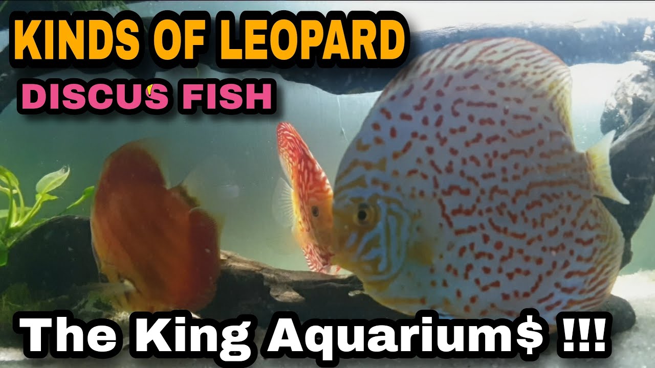 Ikan Discus Juara Kontes, Seperti Ikan Discus Leopard #discusfish - YouTube