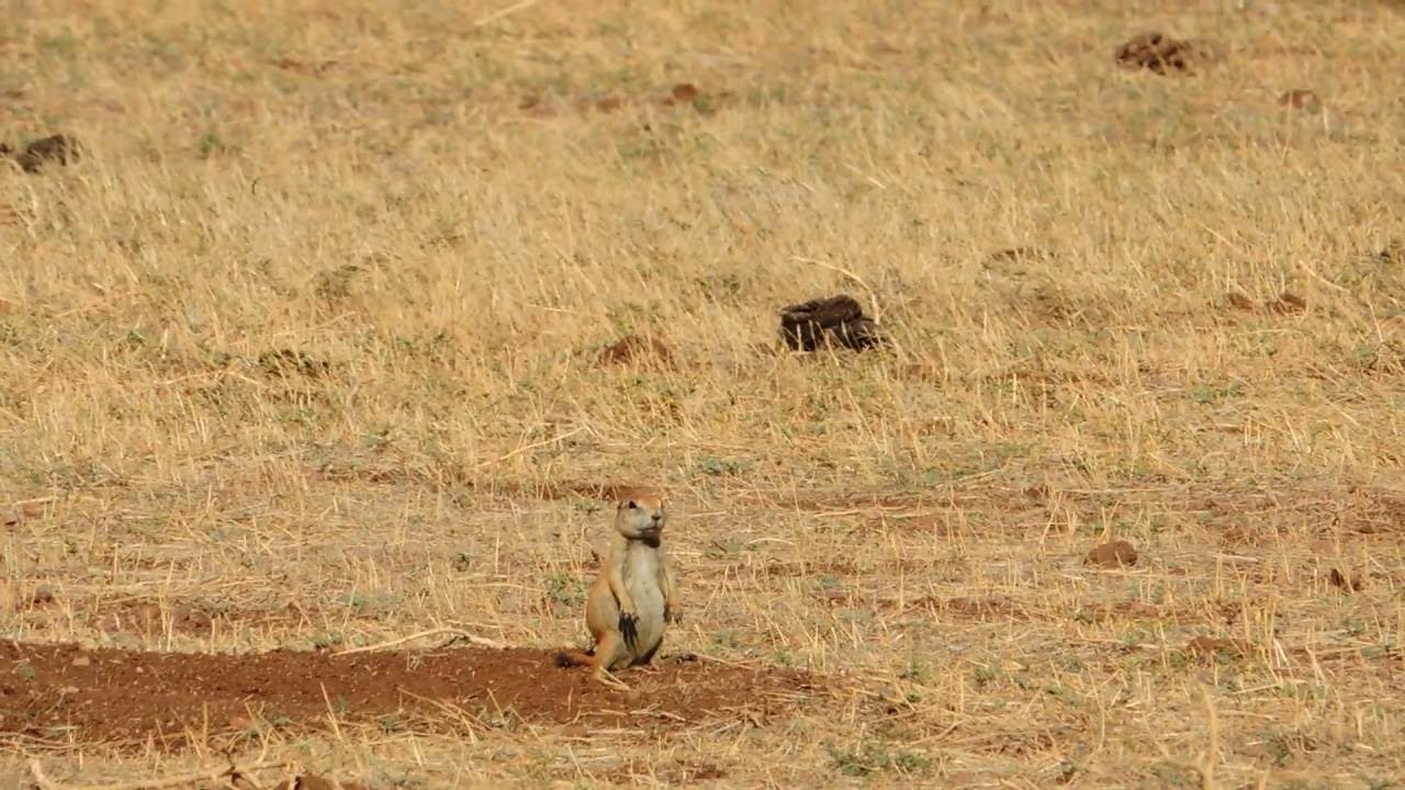 Cría de perrito de la pradera (Cynomys ludovicianus) - YouTube