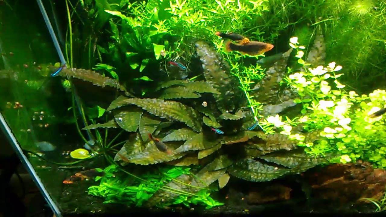 Asta 20 led plant lights - YouTube