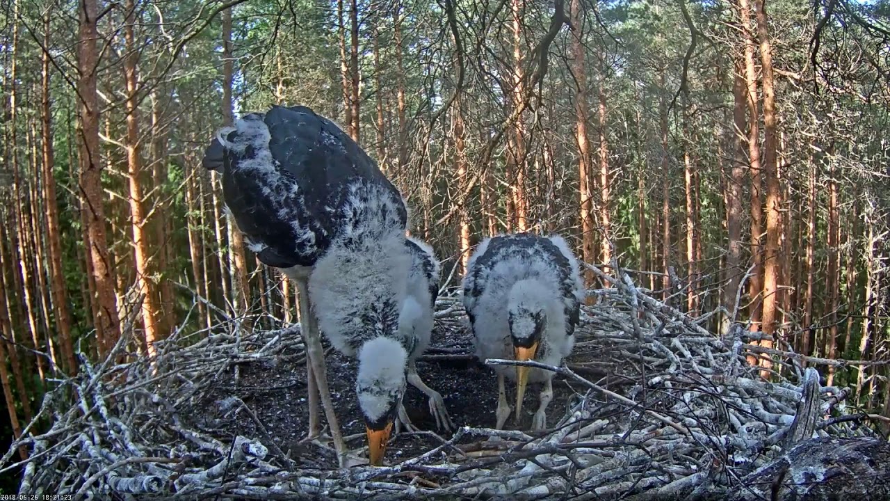 Urmas Lett fekete gólya fészek kamera 2018.06.26. 18:16 etetés - YouTube