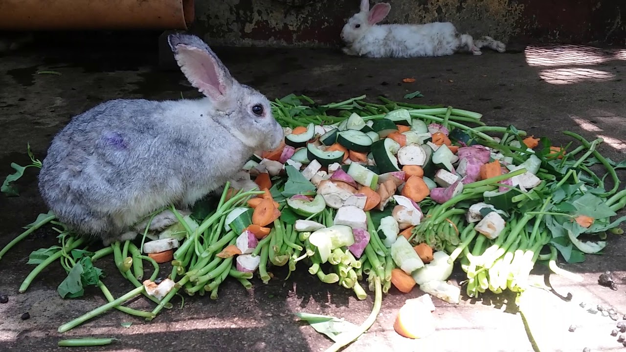 Rabbit lunch time - YouTube