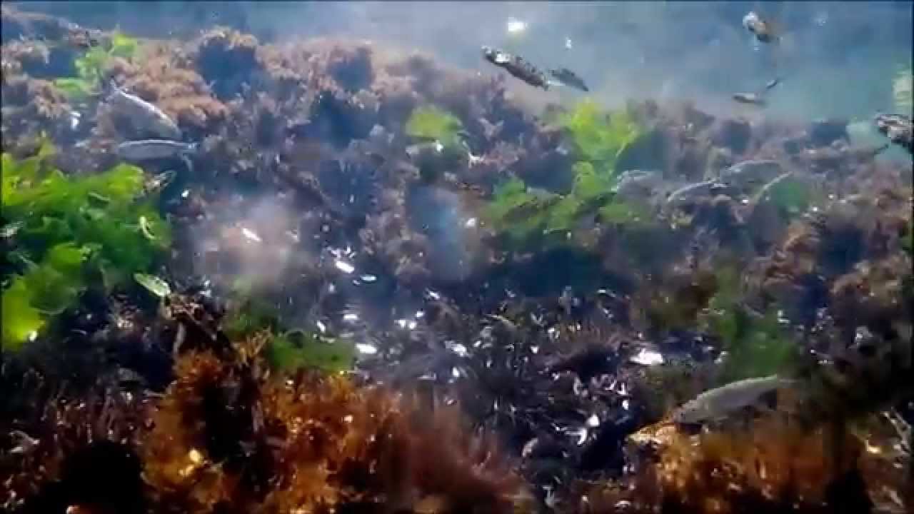 Namibian marine life - YouTube