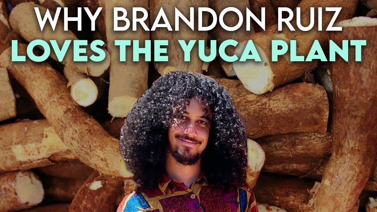 The Many Uses and Benefits of Yuca Root AKA Cassava | Brandon Ruiz ...