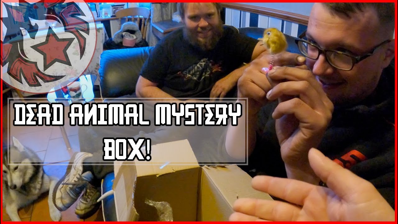 Unboxing A Mystery Box That Had DEAD ANIMALS INSIDE! - YouTube
