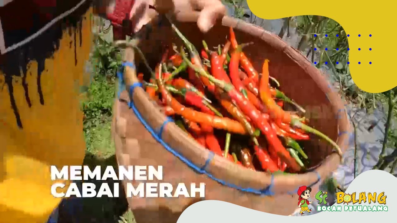Memanen Cabai Merah | SI BOLANG (23/11/22) - YouTube