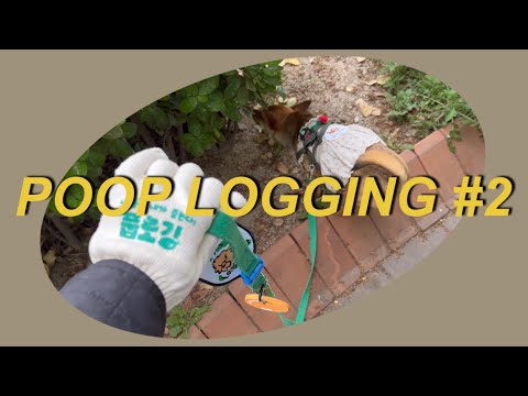 내똥내줍 💩 빌리스벳 풉로깅 poop logging 깨끗하고 안전한 산책길 만들기 💚 - YouTube