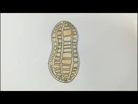 How to Draw Peanut Step by Step l Easy Peanut Drawing - YouTube