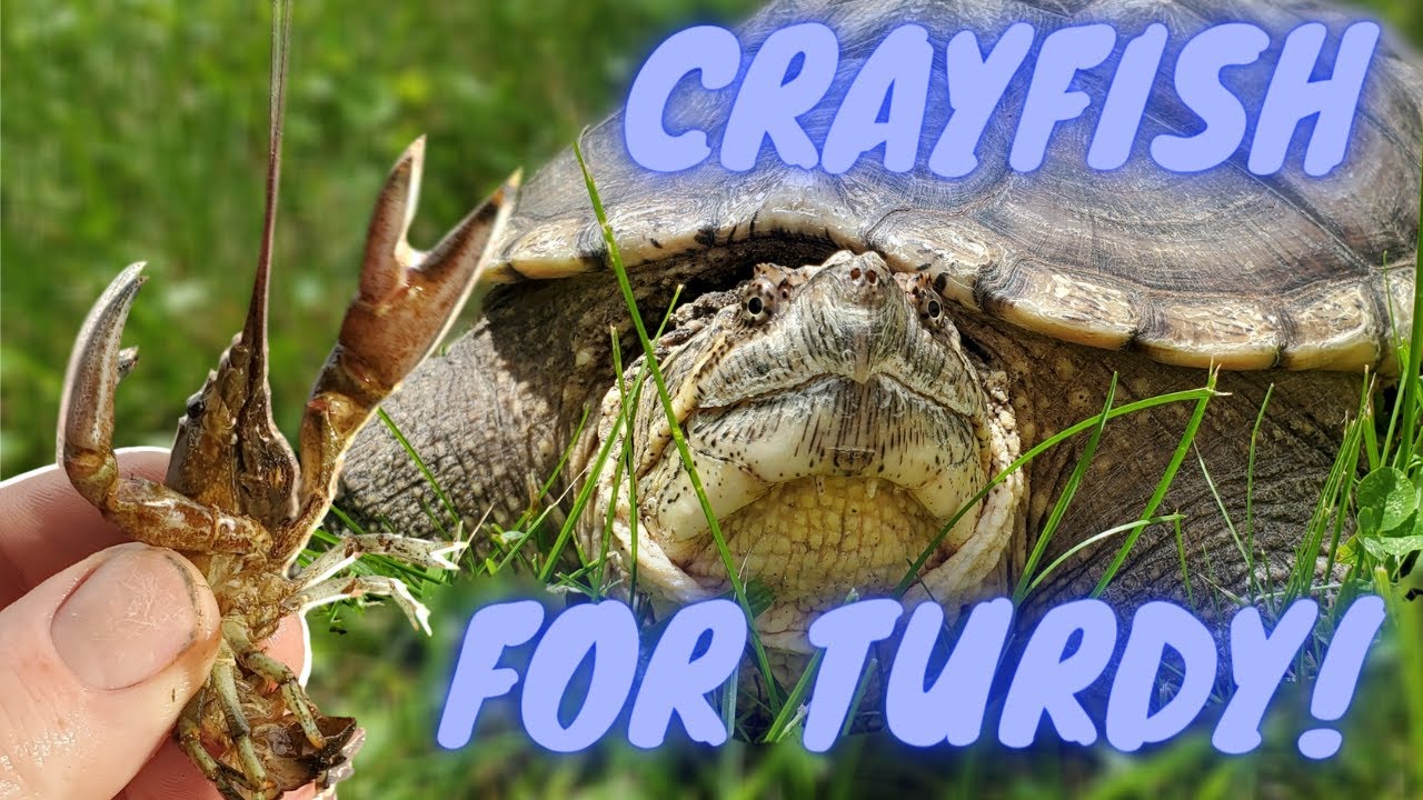 Will A Snapping Turtle Eat Crayfish? Let's Catch Some and Find Out ...