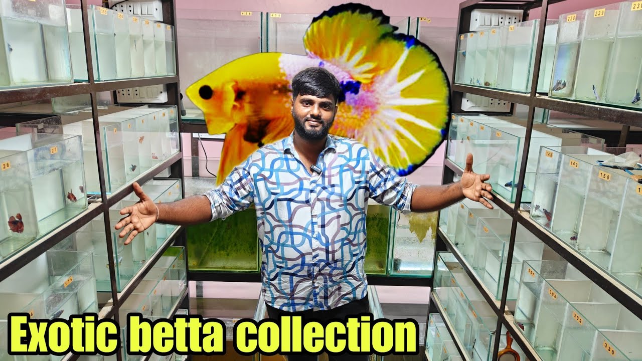 Exotic betta shop in bangalore | Srini Bettas | தமிழ் - YouTube