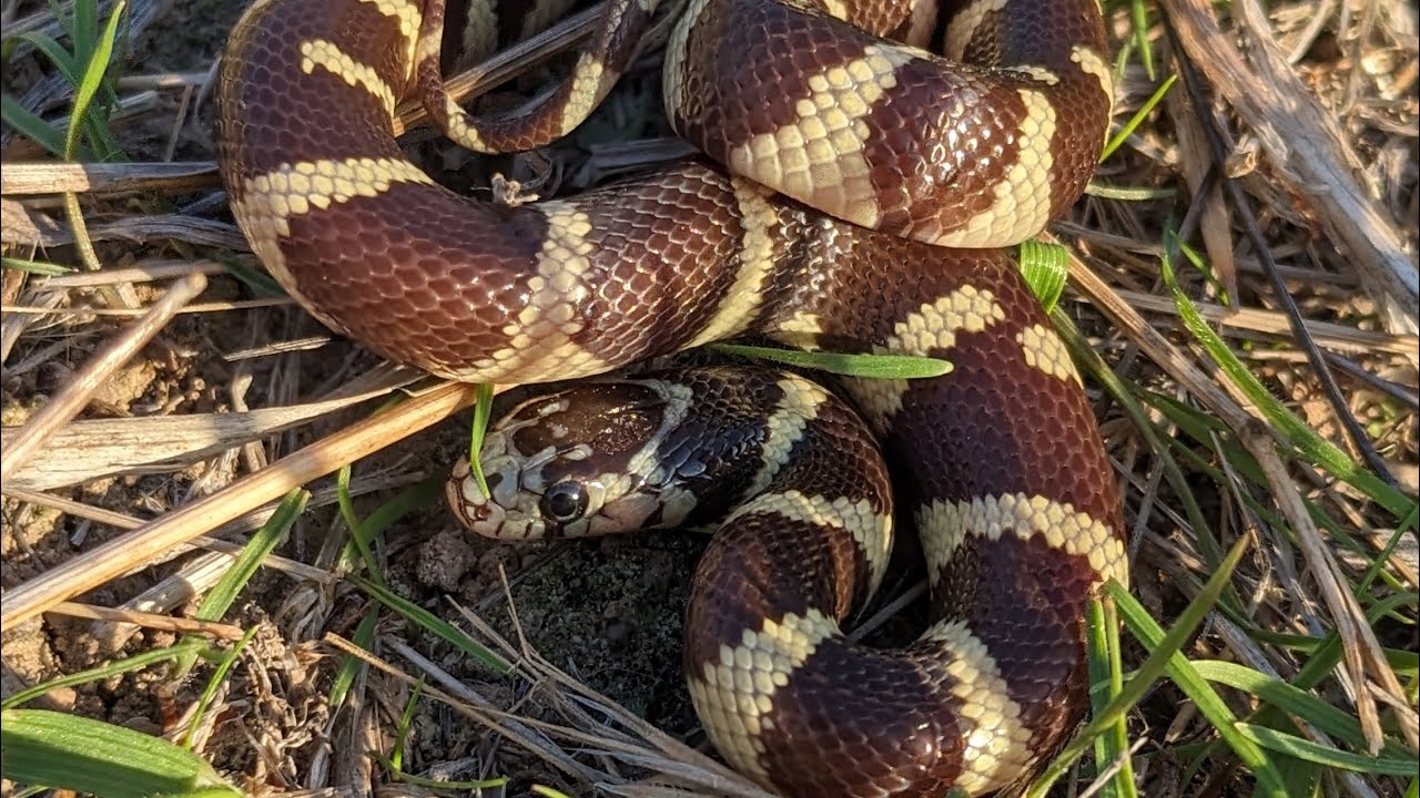 Field Herping - Fall time Flipping in Southern California - YouTube