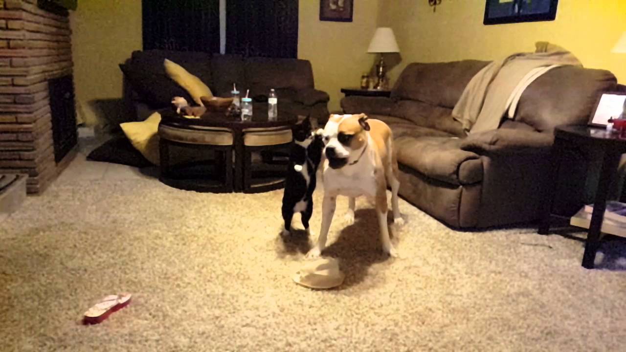 Sneak attack cat - YouTube