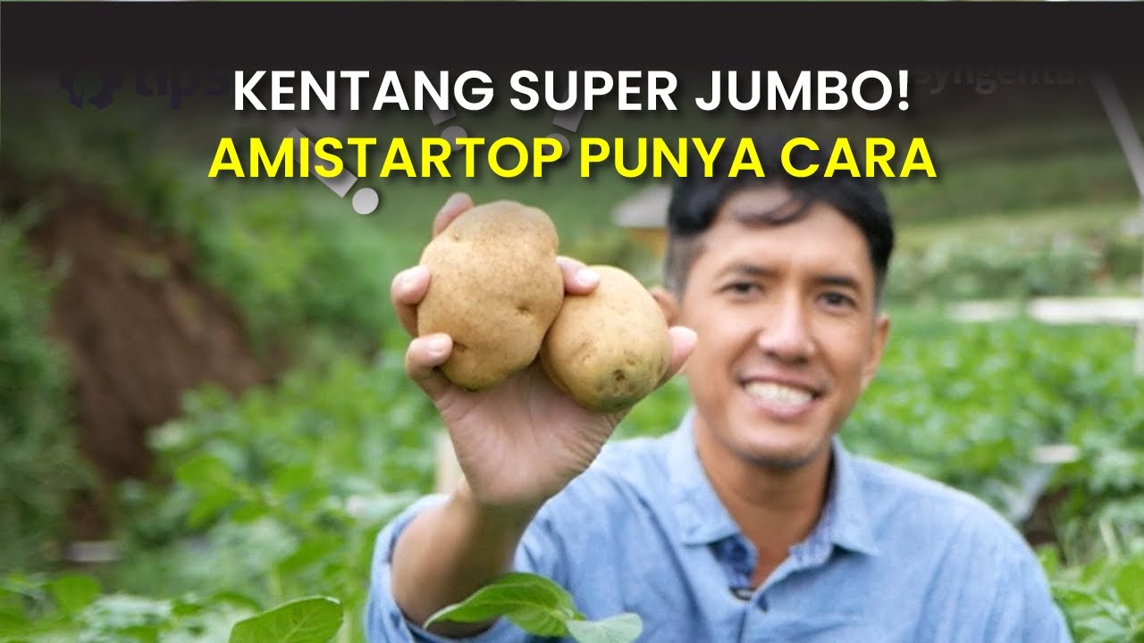 Cara Buat Umbi Kentang Jumbo! - Syngenta - AmistarTop - YouTube