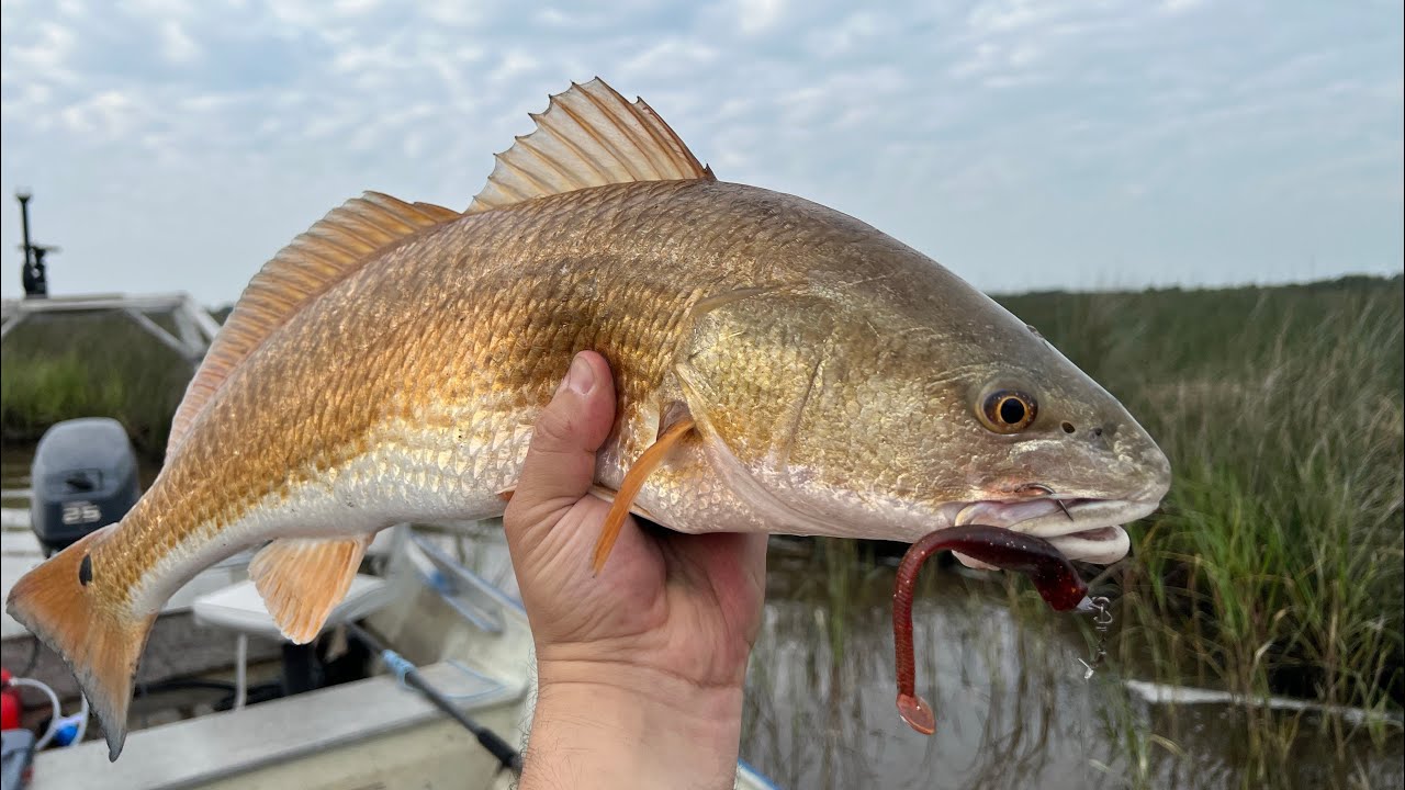 Tailing redfish shots and some redfish action from boat and kayak - YouTube