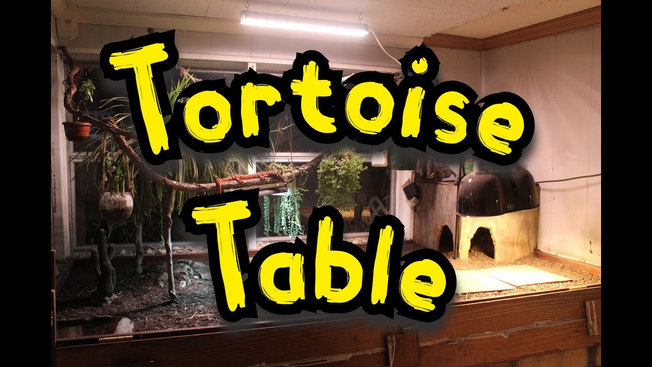 Tortoise Table (DIY) My Tortoise Enclosure and Care - YouTube