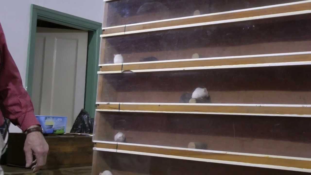 The wonderful world of Mouse Racing - YouTube