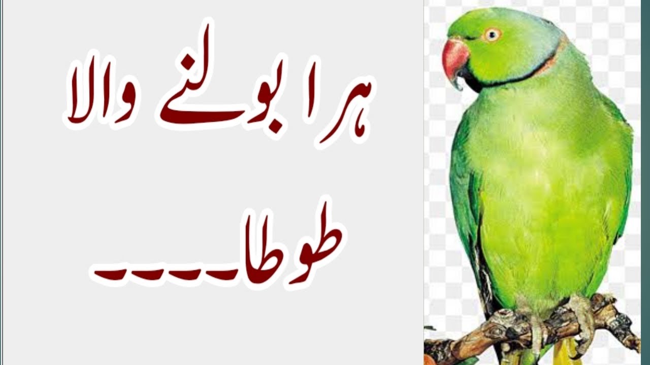 Green parrot| hara tota| hare rang ka tota| bolne wala tota| green ...