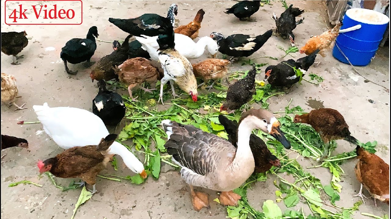 Feeding Grass and wheat 🌾 to my Pets - Hens and ducks - YouTube