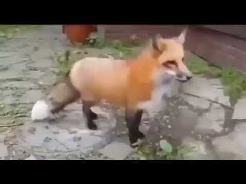 fox scream meme - YouTube