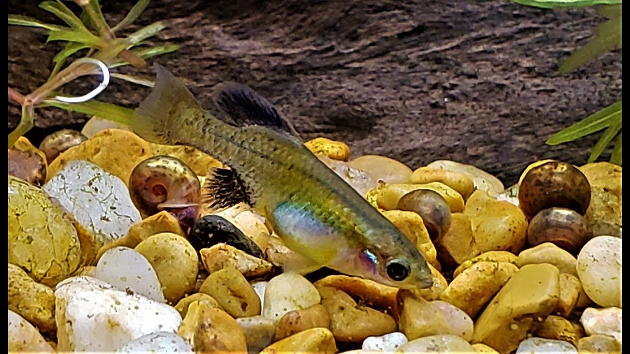 Goodeid Species: Neotoca bilineata Colony! VERY Pregnant Fish! Unheated ...