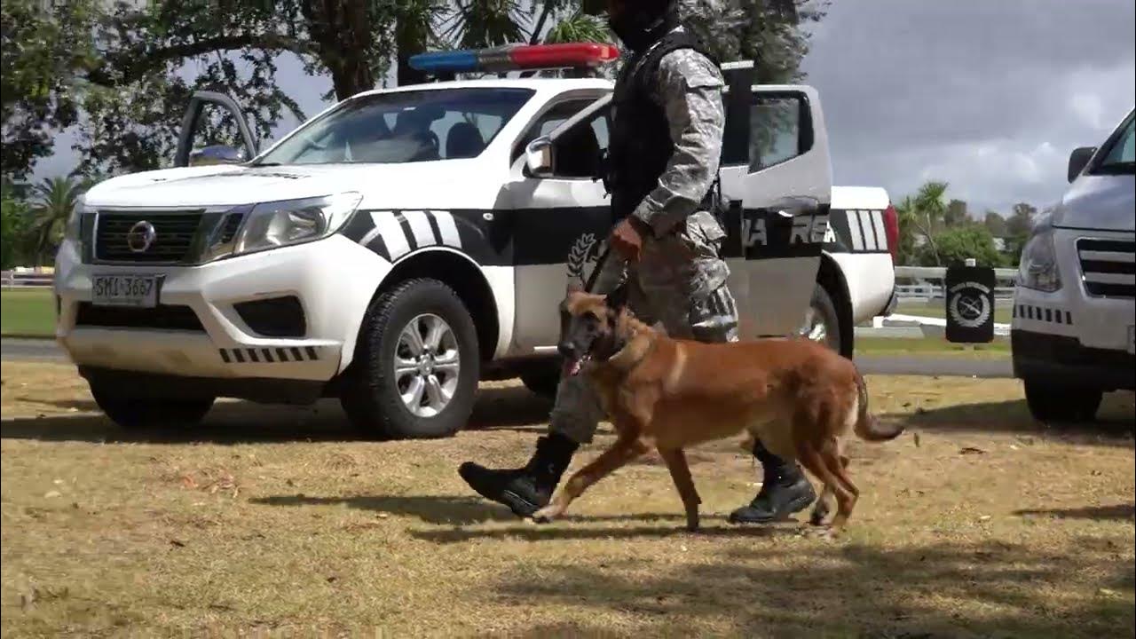 Dos canes de la Unidad K9 reconocidos por la Dirección Nacional Guardia Republicana - YouTube