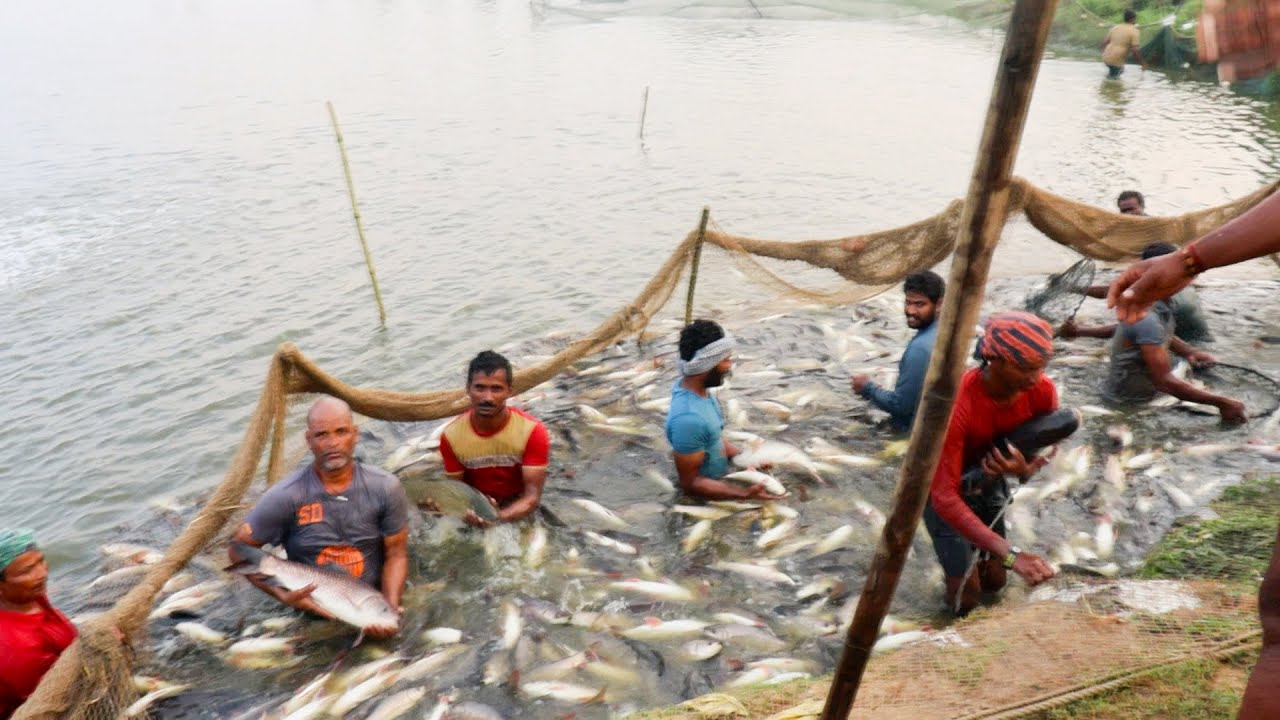 Catching Rohu Fish🐠🐋🐟 || Catching Lot of fish by cast net || Net ...
