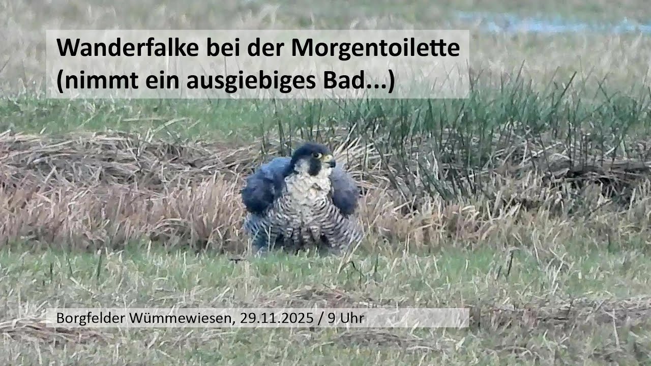 Wanderfalke bei der Morgentoilette: nimmt mehrere "Bauchbäder ...