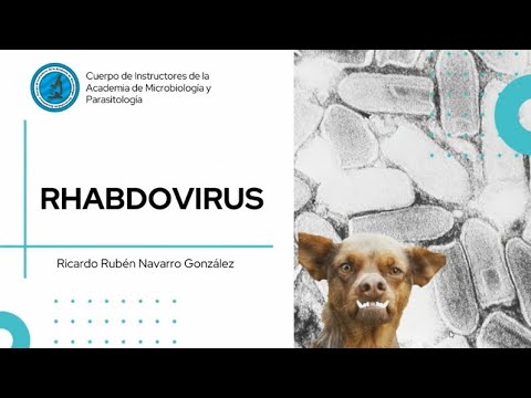Rhabdovirus (virus de la Rabia) - YouTube