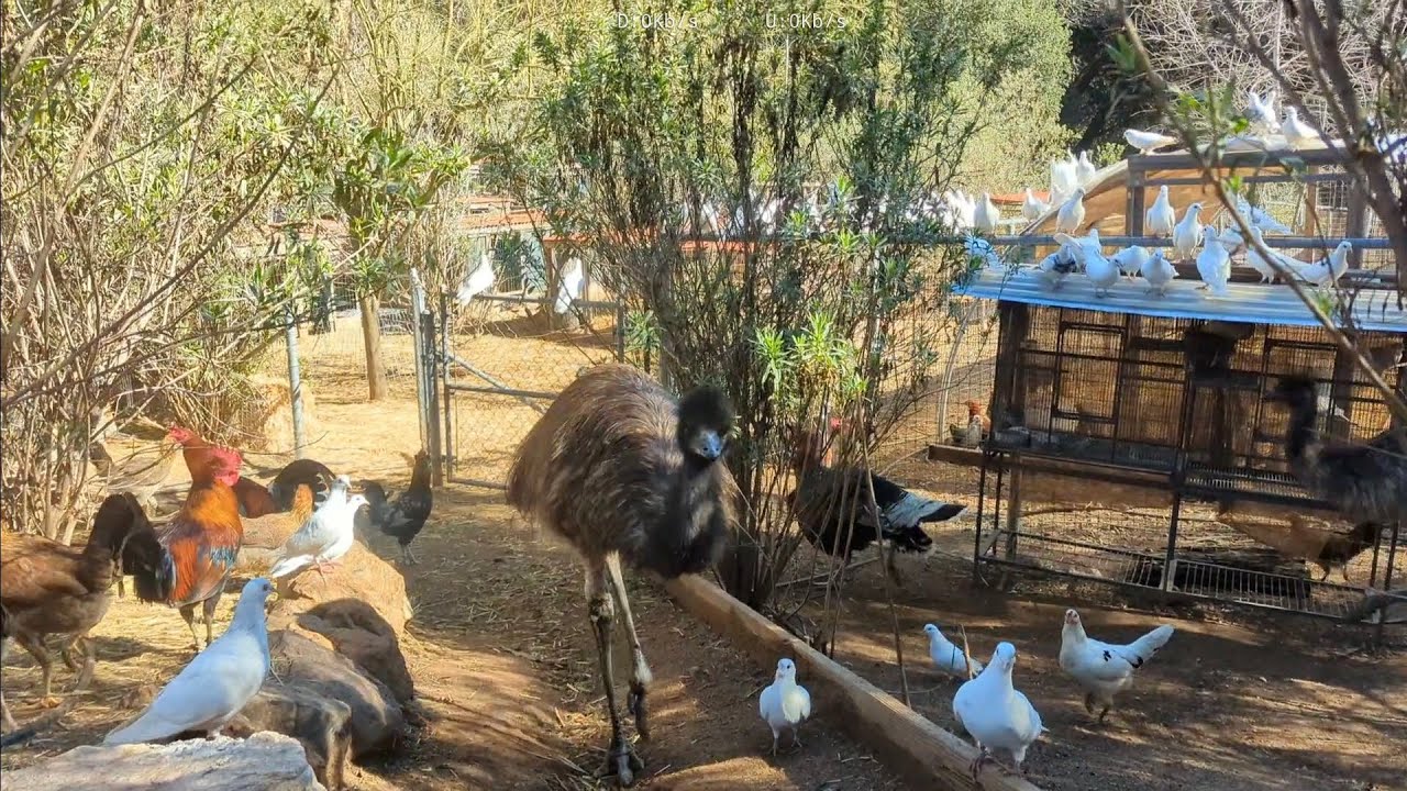 Beautiful poultry gamefarm - early spring - YouTube