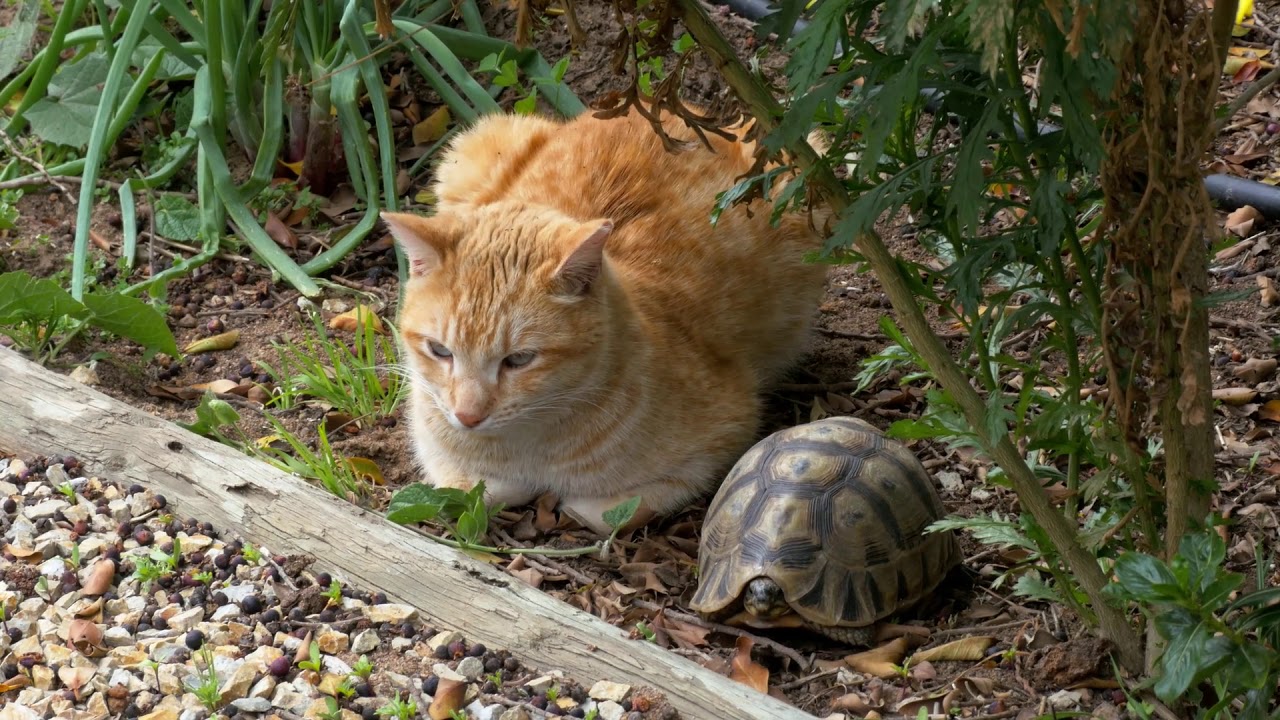 Cat and tortoise - YouTube