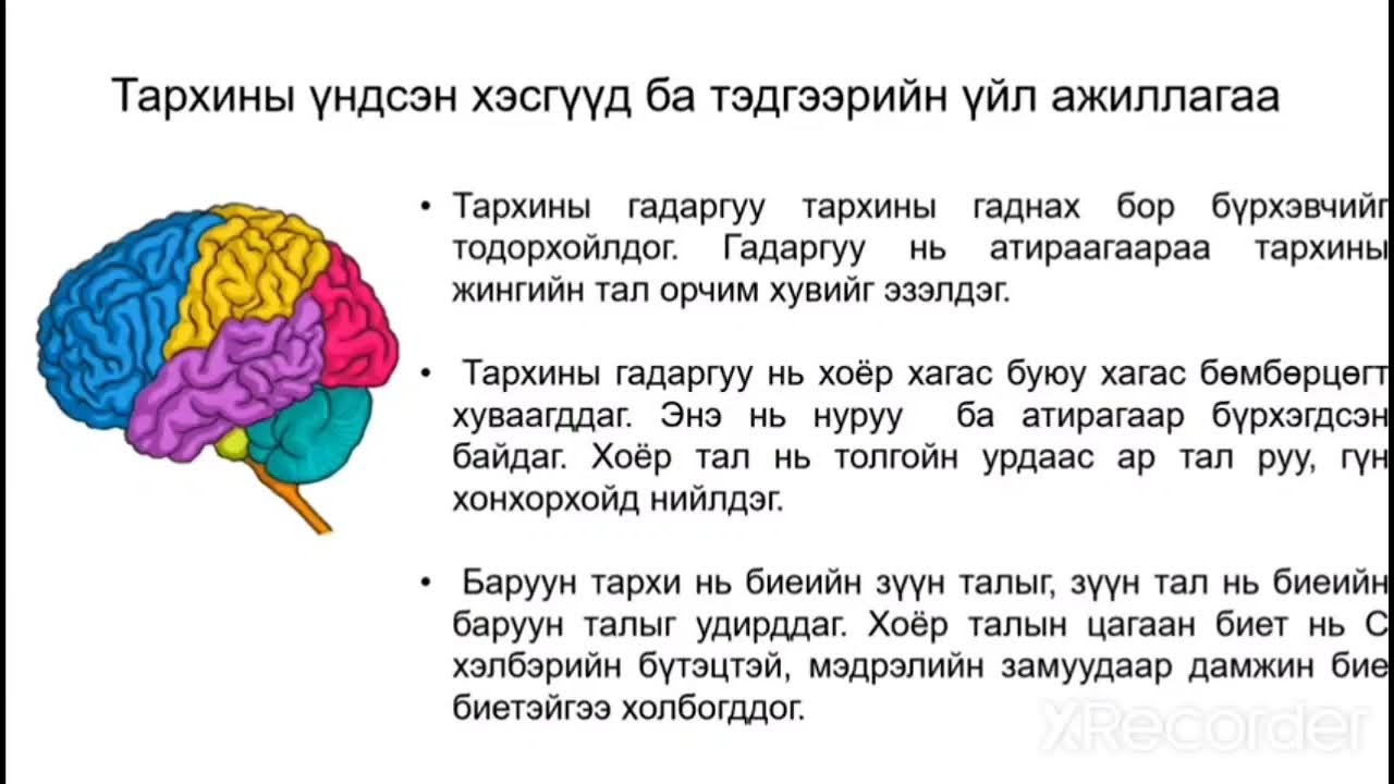 тархины бүтэц үйл ажиллагаа Youtube