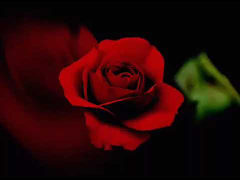 Blooming rose background/gifs/animations