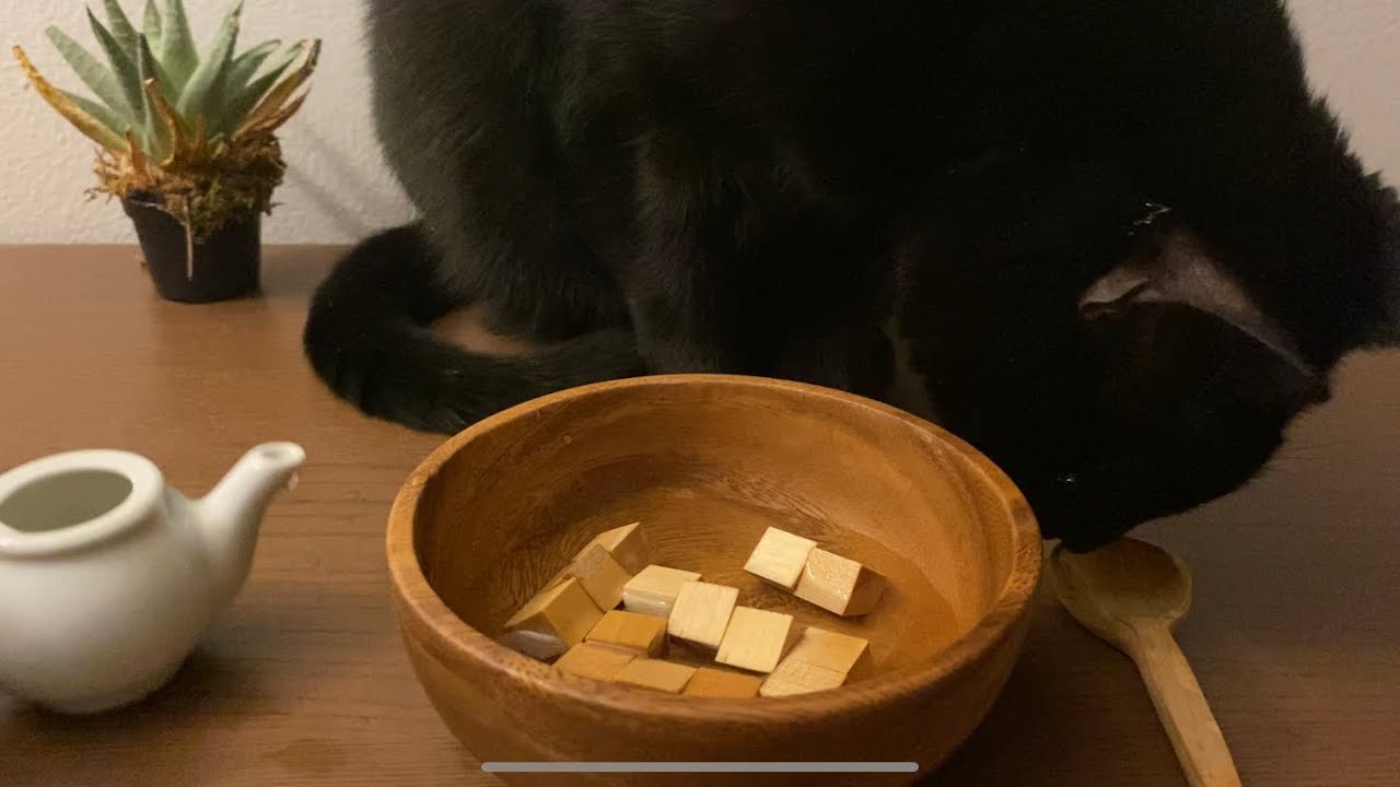 Making wood soup with my cat! - YouTube