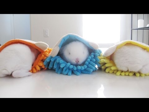 MUST SEE Cute Baby Bunnies x3!