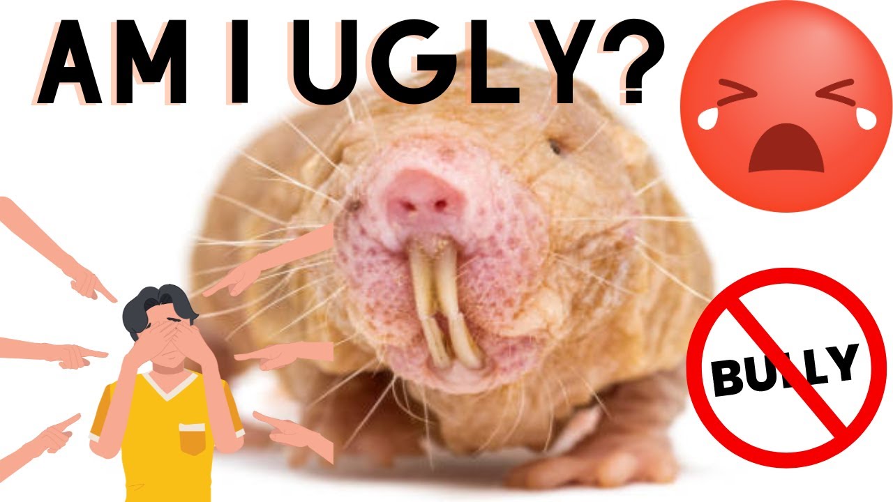 10 Facts About Naked Mole Rat: An Animal which is Bullied for being ...