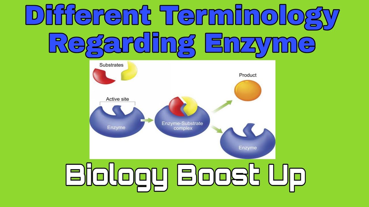 Enzyme Part-2// Allosteric Site // Active Site // Proenzymes ...