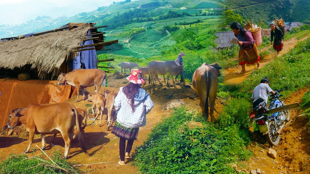 TRAVELS HMONG VILLAGES IN VIETNAM #117, 9/2020 - YouTube