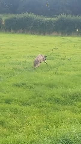 Lurcher Catching Rabbit #ferreting - YouTube